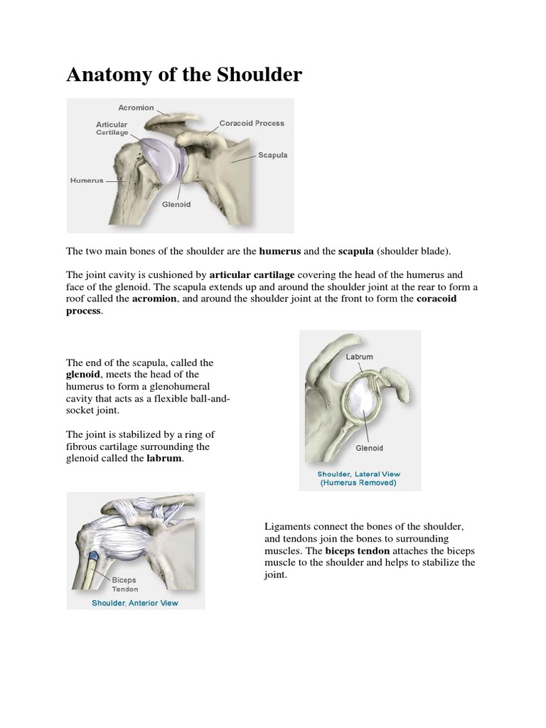 Anatomy of The Shoulder | PDF | Foreign Language Studies