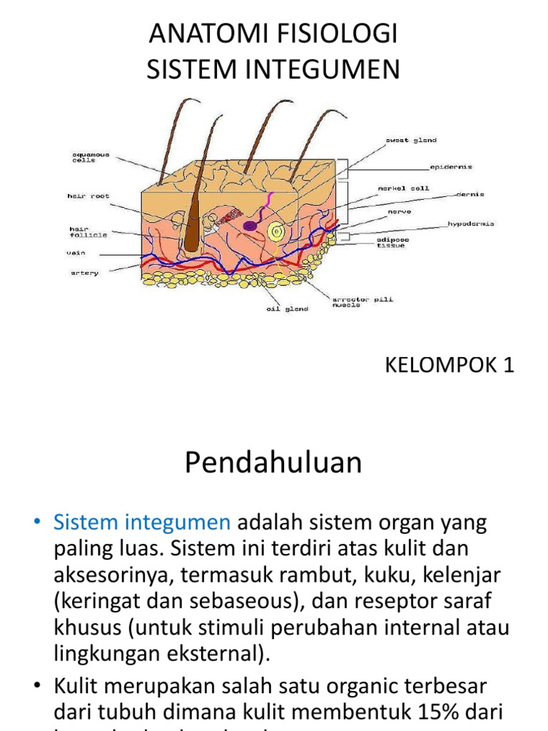 Anatomi dan Fisiologi Sistem Integumen | PDF | Politik | Kesehatan Holistik