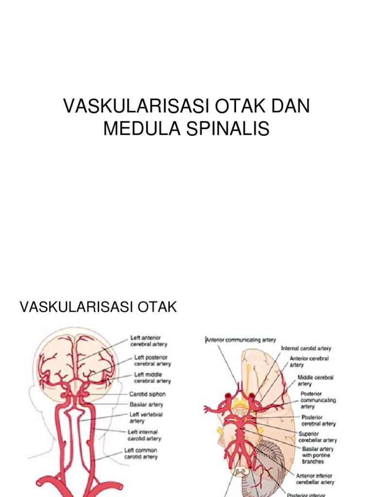 Vaskularisasi Otak Dan Medula Spinalis | PDF