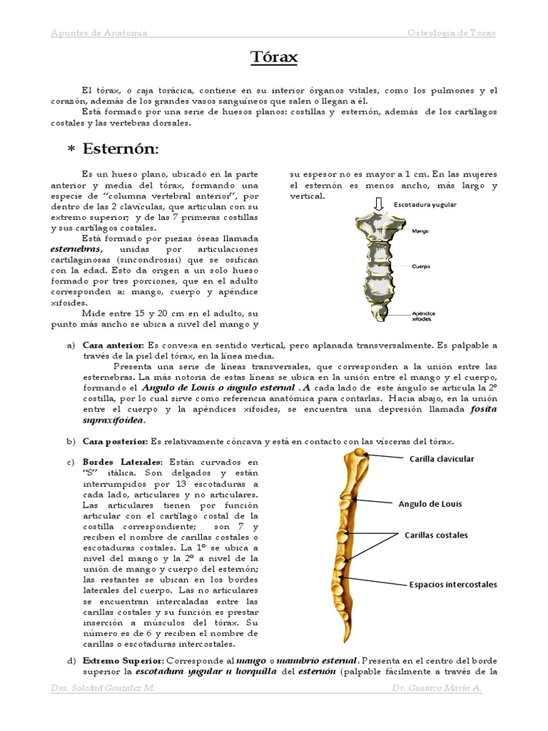 Anatomía del Tórax y Esternón | PDF | Tórax | Tórax (anatomía humana)