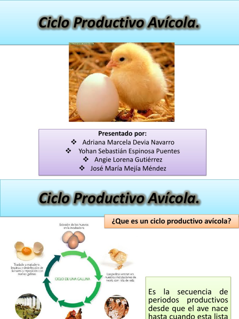 Ciclo Productivo Avícola: Proceso y Etapas | PDF | Aves | Menudencias