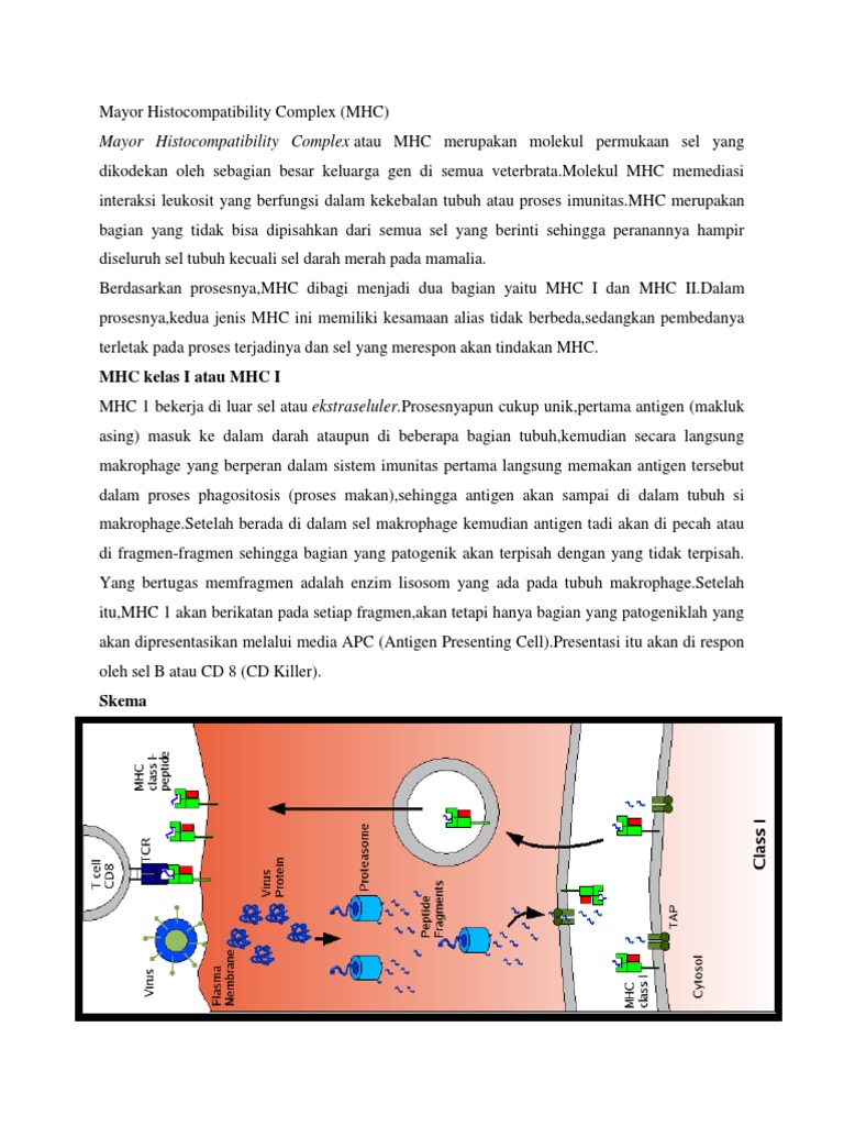 Mengenal MHC Kelas I | PDF | Sains & Matematika