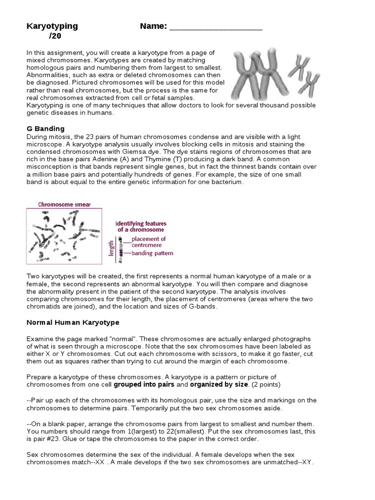 Karyotype Assignment | PDF | Karyotype | Ploidy