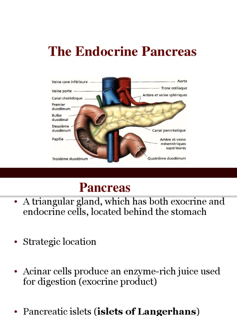 The Endocrine Pancreas.ppt | Insulin | Glycogen