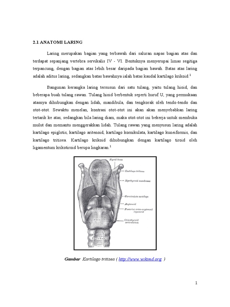 Anatomi Laring | PDF