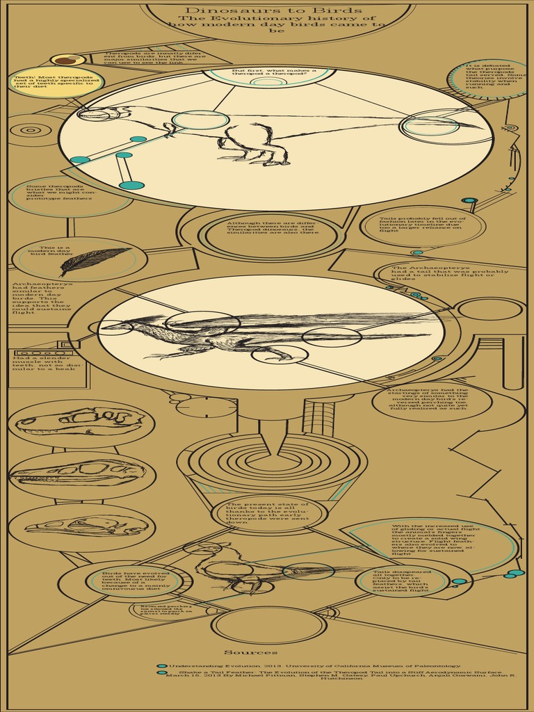 Evolution of Birds from Theropod Dinosaurs | PDF