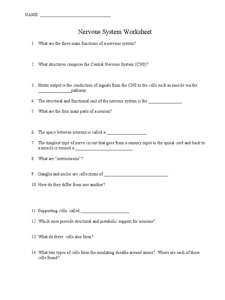 Nervous System Functions and Structure Worksheet | PDF