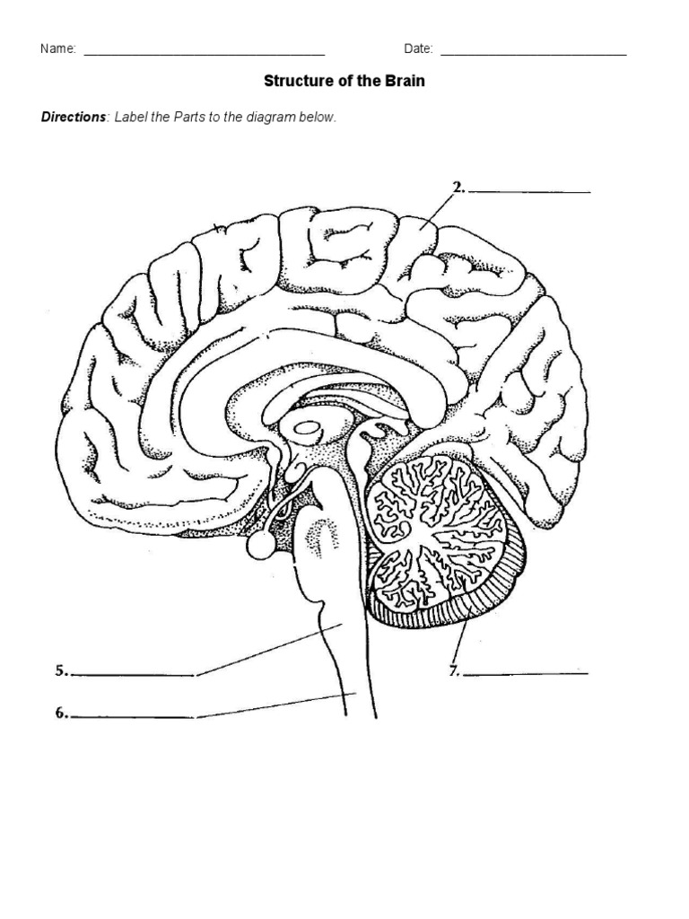 Structure of The Brain: Directions: Label The Parts To The Diagram ...