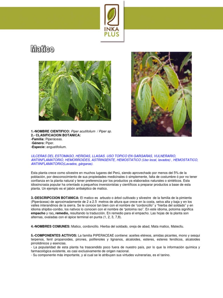 Propiedades y Usos del Matico | PDF | Alimentos | Salud y bienestar
