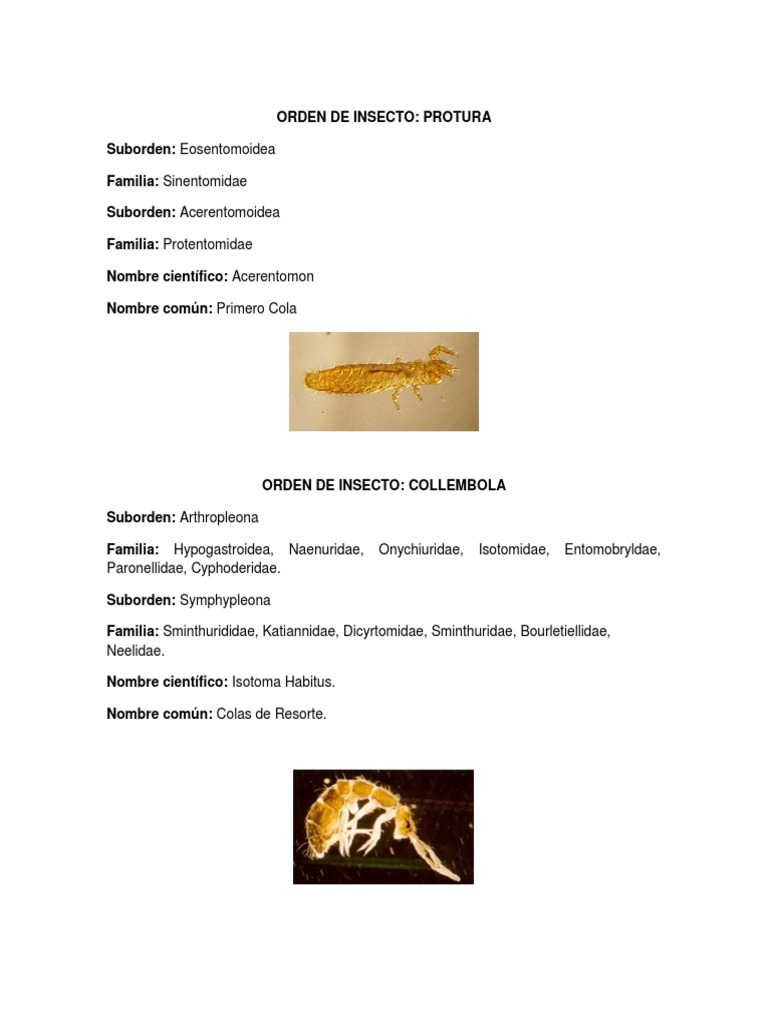 Orden de Insecto Jossma | Descargar gratis PDF | Mosca | Insectos