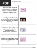 Randy Neil Biostats Notes | PDF