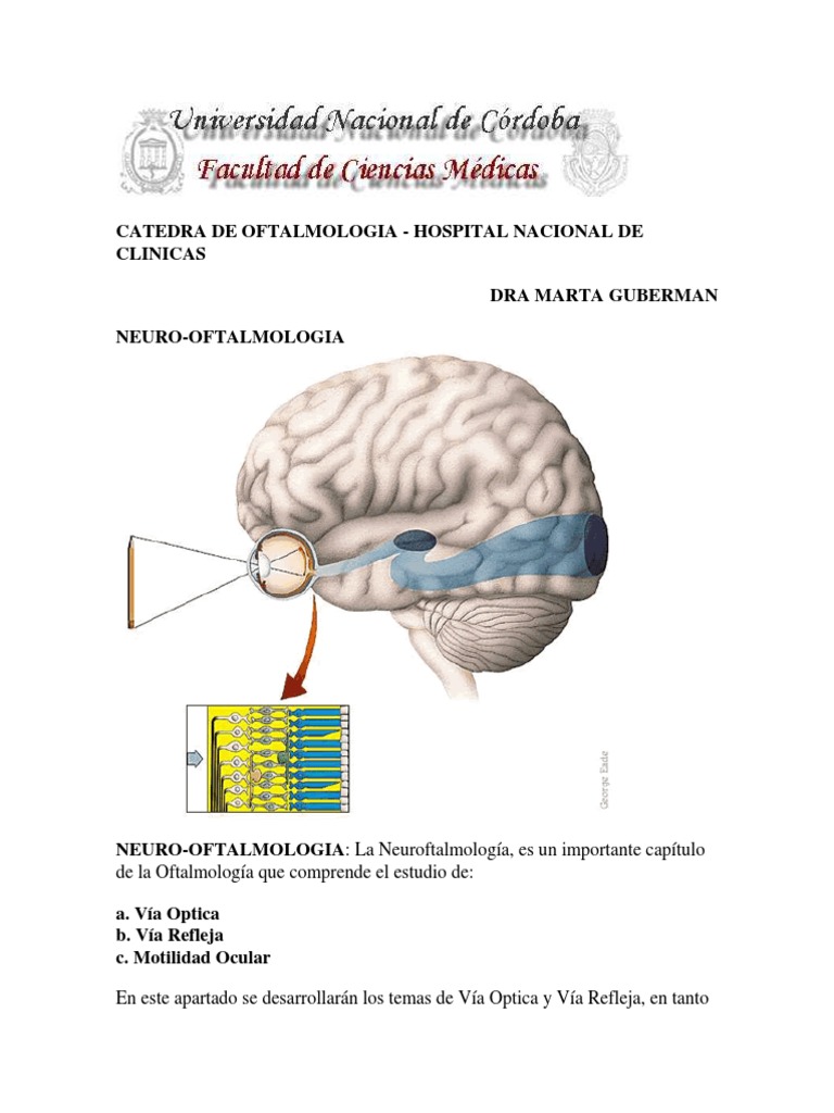 Rutas de Las Cintillas Opticas | Percepción visual | Ojo humano
