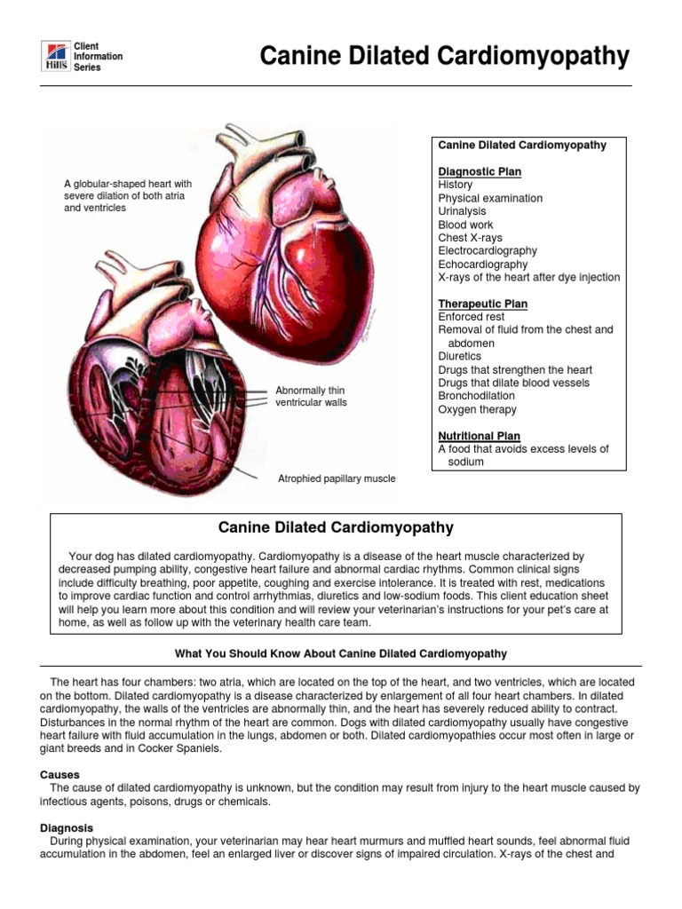 Canine Dilated Cardiomyopathy en | PDF | Heart | Heart Failure