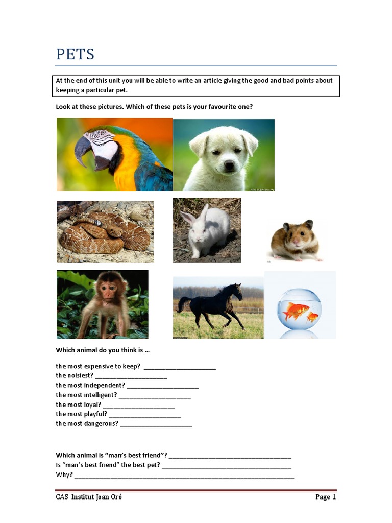 Pet Writing Guide for Students | PDF | Pet | Parrot