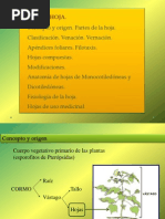 Estructura y Tipos de Limbo en Hojas | PDF | Hoja | Botánica