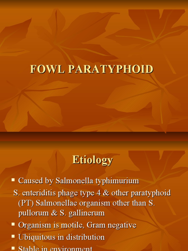 Fowl Paratyphoid by DR Bhavesh Zapadia | PDF | Salmonella | Infection