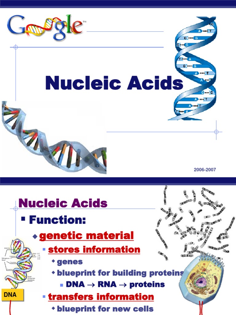 Nucleic Acids Form Six | PDF | Rna | Dna