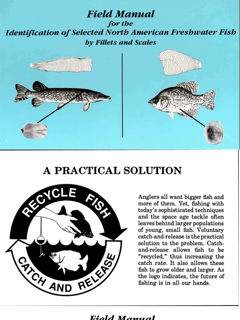 Fish Identification Manual for Anglers | PDF | Vertebral Column ...