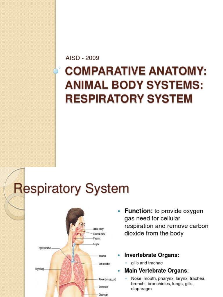 Respiratory System | Gill | Respiratory System