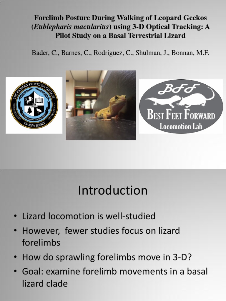 Forelimb Posture During Walking of Leopard Geckos (Eublepharis ...
