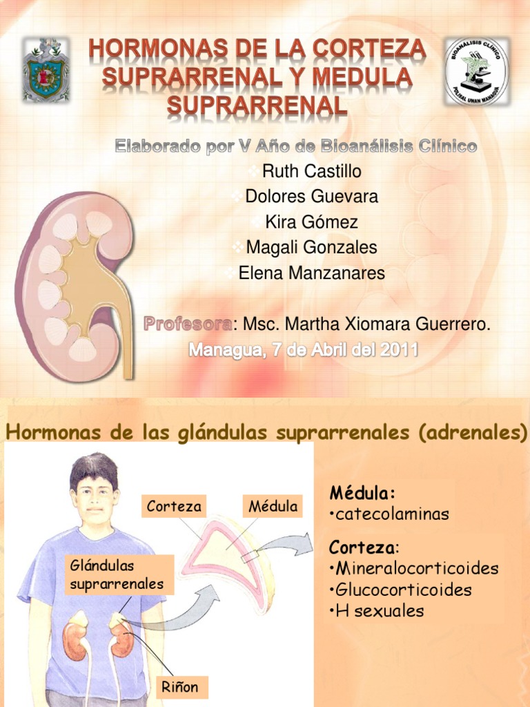 Hormonas de La Corteza Suprarrenal y Medula Suprarrenal | Glándula ...