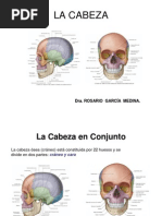 1 Region Superciliar | PDF | Cráneo | Anatomía humana