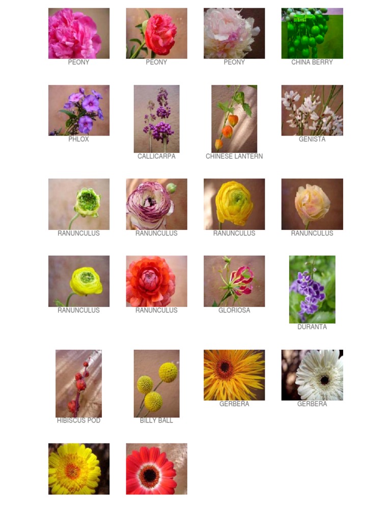 Flower Encyclopedia | PDF | Plants | Horticulture And Gardening