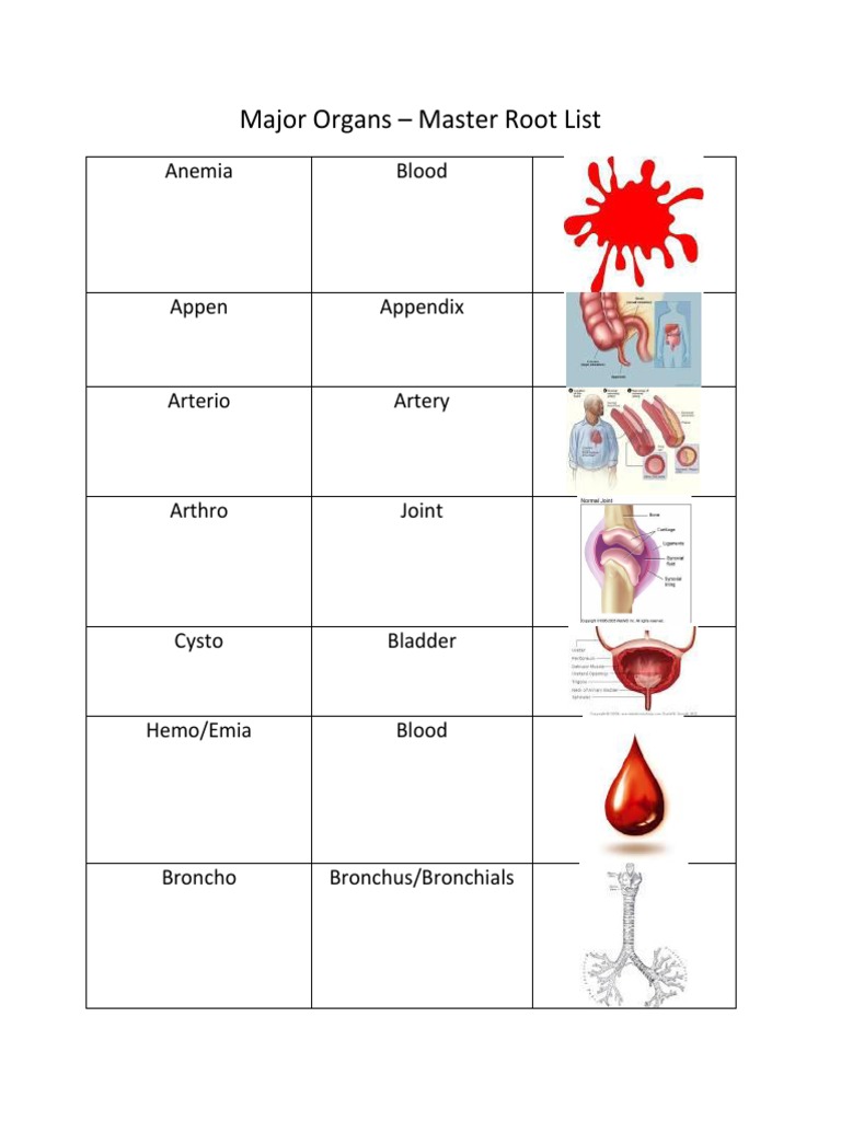 Major Organs | PDF