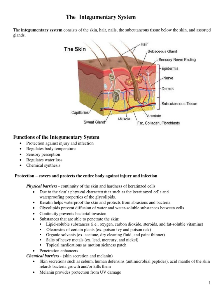 Integumentary System Overview and Functions | PDF | Skin | Epidermis