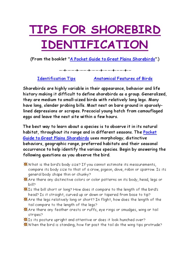 Shorebird Identification Tips | PDF | Birds | Species