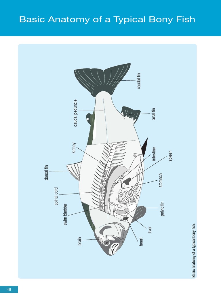 Anatomy of Fish | PDF | Fixation (Histology) | Infection