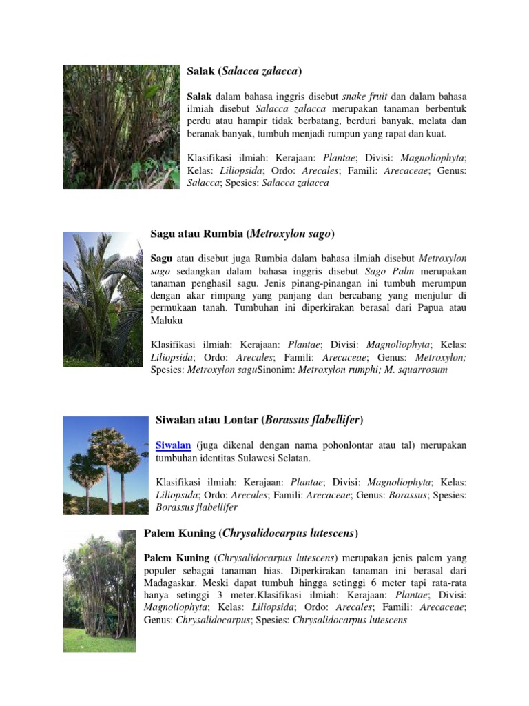 Macam Macam Palem | PDF | Griya & Taman | Sains & Matematika