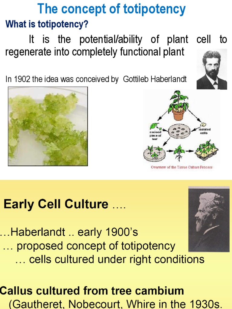 The Concept of Totipotency | PDF | Nutrients | Metabolism