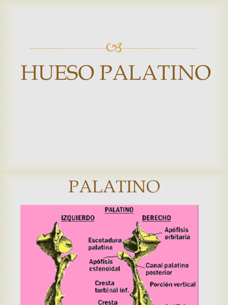 Hueso Palatino | Sistema musculoesquelético | Sistema esquelético