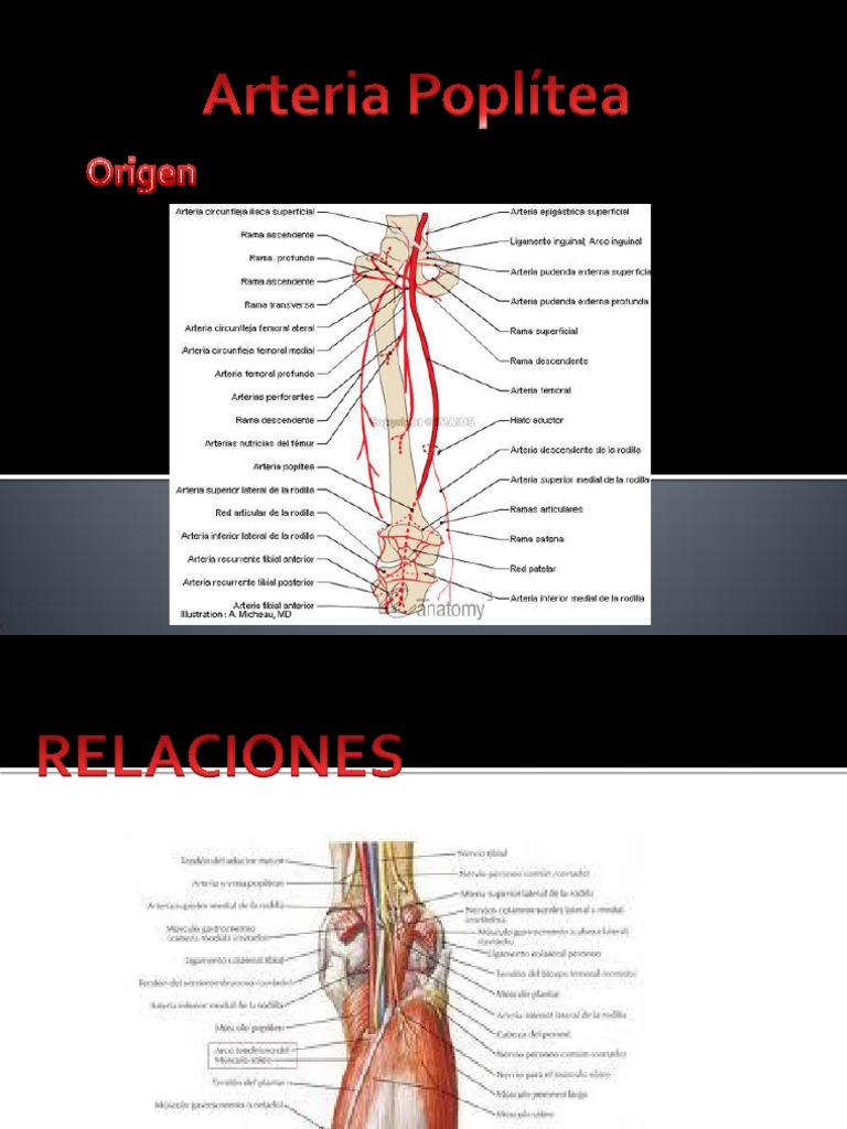 Arteria Poplitea | PDF