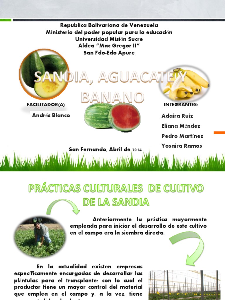 Practicas Culturales | PDF | Aguacate | Fruta