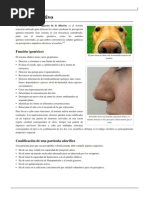 Reflejo de Flehmen | PDF | Biología