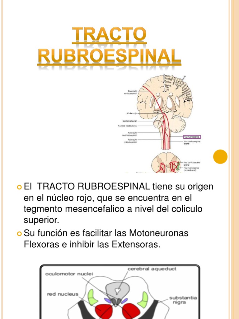 Tracto Rubroespinal | Cerebro | Neuroanatomía