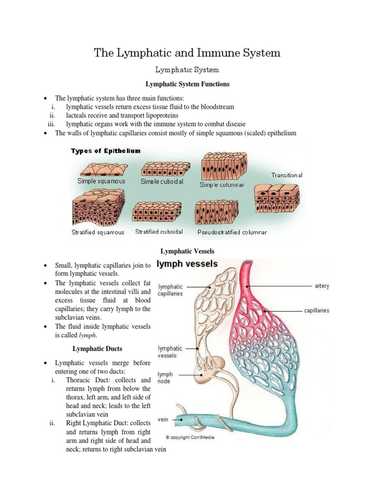 The Lymphatic And Immune System Pdf Lymphatic System Immune System