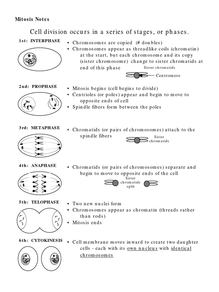 Mitosis Stages and Processes Explained | PDF | Teaching Methods & Materials