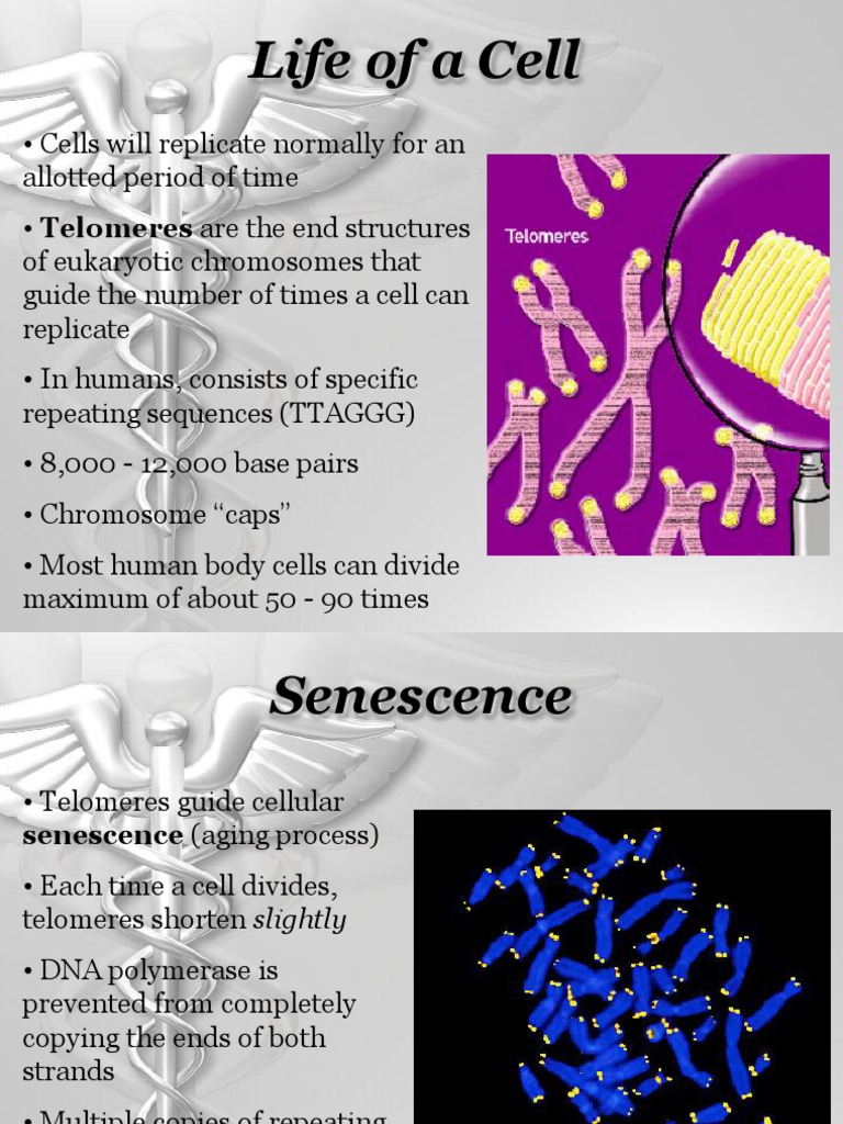8 Stem Cells Cloning | PDF | Wellness