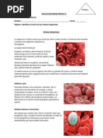 Ficha de Aplicación - Sistema Circulatorio y Excretor - 4to Grado | PDF | Sistema urinario | Sangre