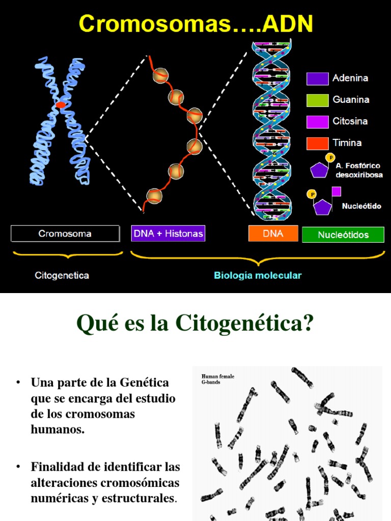 CITOGENETICA 1 | Cromosoma | Cromatina