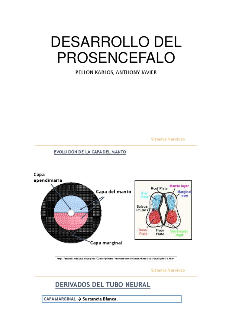Desarrollo Del Prosencefalo | PDF | Tálamo | Cerebro