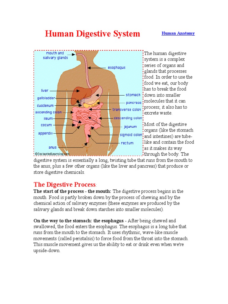 Human Digestive System | PDF | Human Digestive System | Stomach
