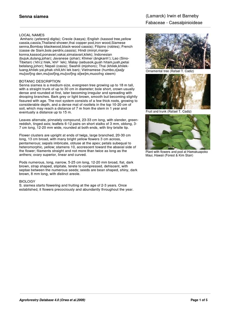 Senna Siamea | PDF | Wood | Trees