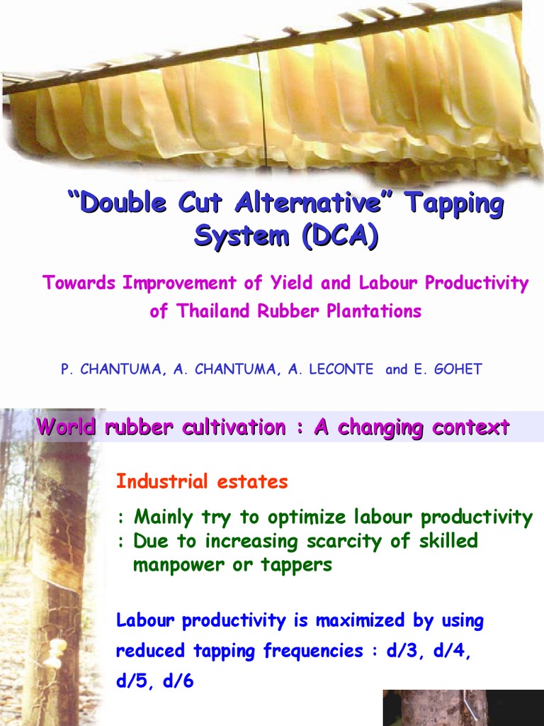 " Double Cut Alternative " Tapping System (DCA) | PDF | Plantation ...