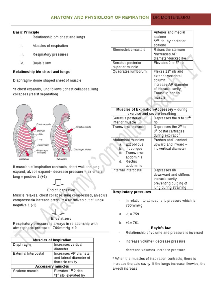 14 Ana Anatomy of Respiration October 1 Montenegro | PDF | Thorax ...