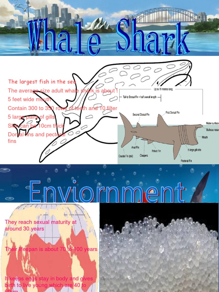 Facts About Whale Sharks and Their Habitat | PDF
