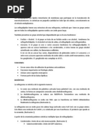 Funciones y Estructura de Gangliosidos | PDF | Membrana celular ...